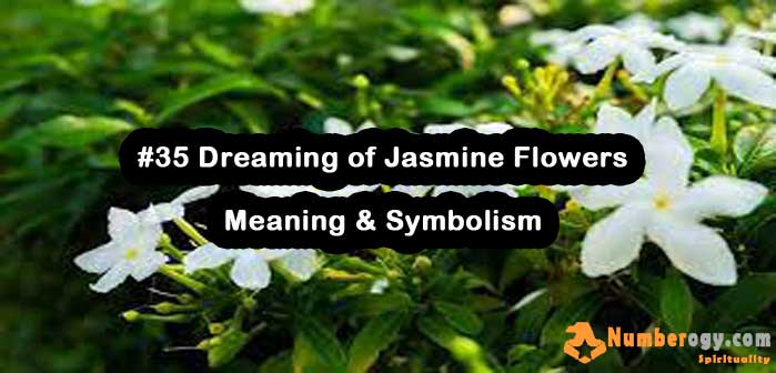 #35 Dreaming of Jasmine Flowers , Meaning & Symbolism